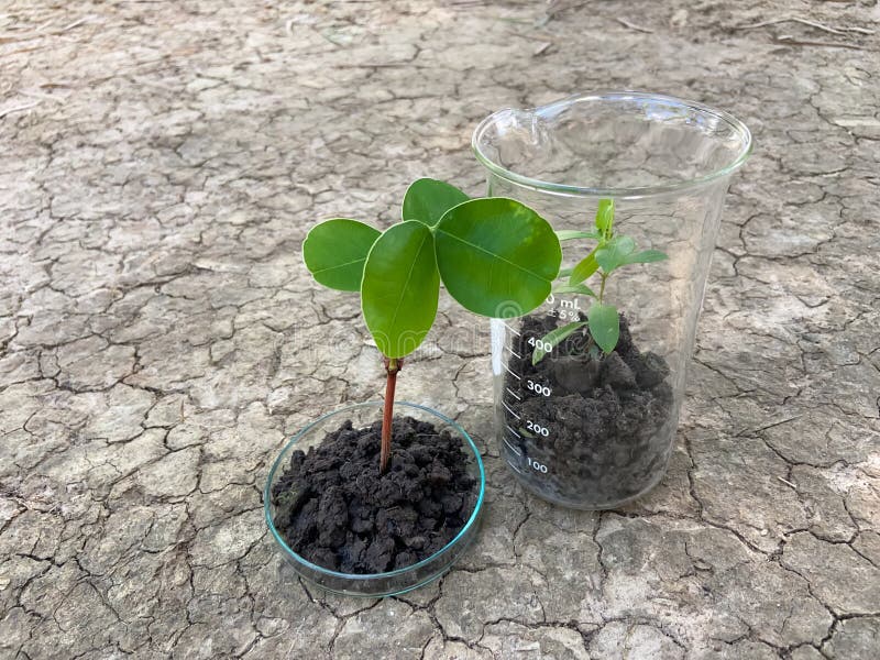 Trees in a Science Glass, Experimentation and Conservation for the ...