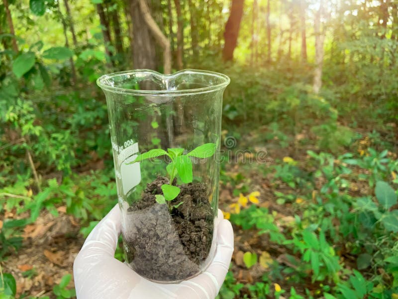 Trees in a Science Glass, Experimentation and Conservation for the ...