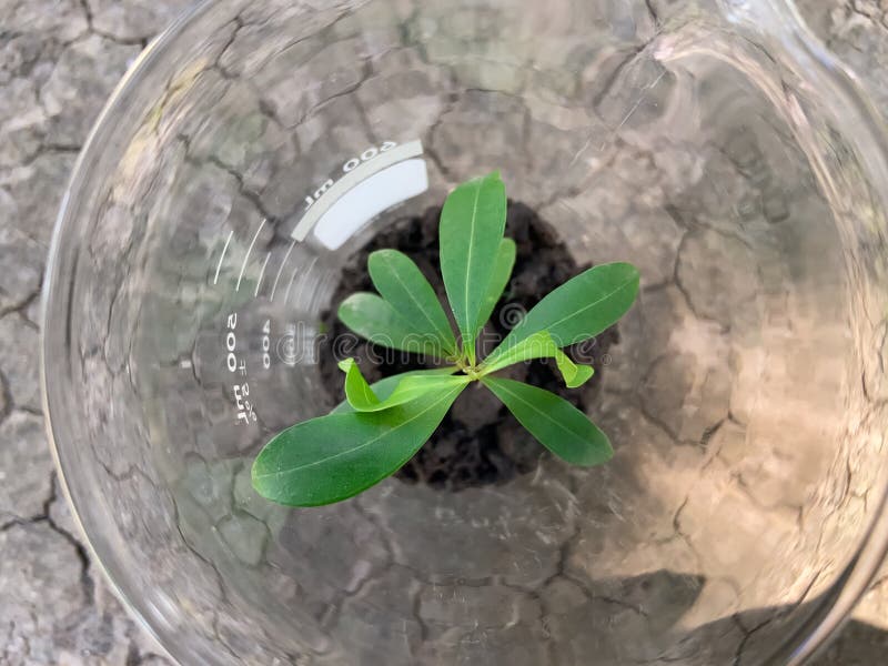 Trees in a Science Glass, Experimentation and Conservation for the ...