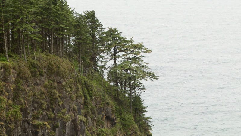 Trees on Sea Cliff stock video. Video of cape, trees - 257816629