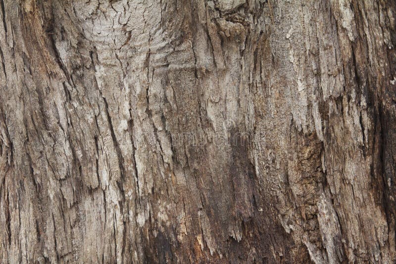 Trees, sea shells stock image. Image of nature, pattern - 51265975