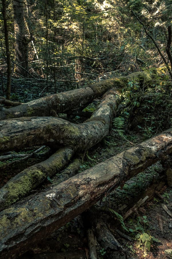Trees in Secular Forest Slatioara, Romania Stock Image - Image of ...