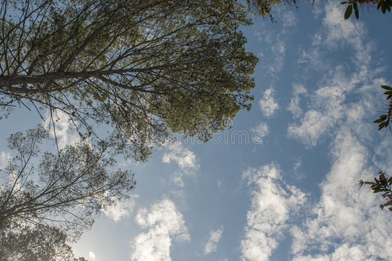 Trees Seen from Below in the Forest Stock Photo - Image of spring, blue ...