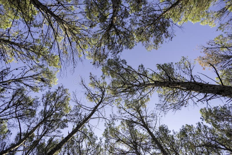 Trees seen from below stock photo. Image of plant, looking - 230450870