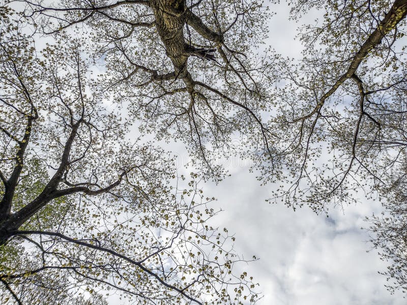 Trees Seen from Below in the Spring Stock Image - Image of spring ...