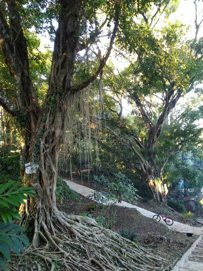 Trees in Senjoyo stock image. Image of vegetation, branch - 270104761