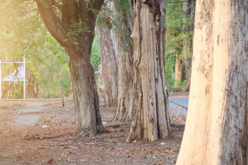 Trees are Set in Tropical Forests, a Road Inside the Suburb with a ...