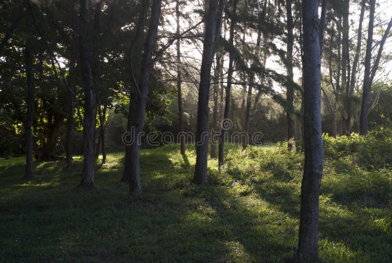 Trees in setting sun stock image. Image of polluted, sunset - 83283903