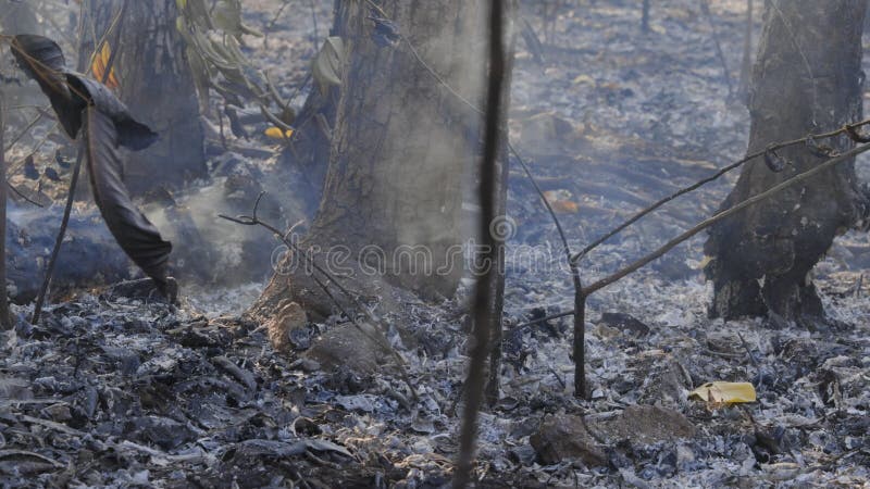 Trees that are Severely Damaged by Fire Stock Footage - Video of brazil ...