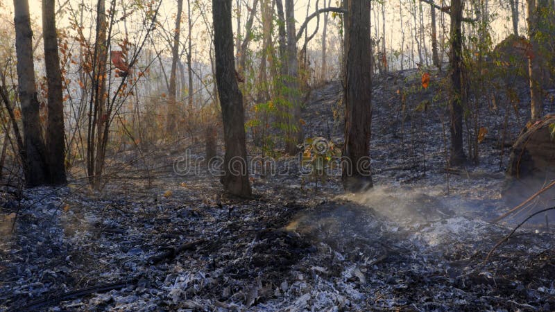 Trees that are Severely Damaged after a Fire. Stock Video - Video of ...