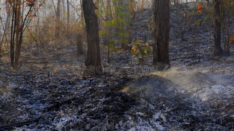 Trees that are Severely Damaged by Fire Stock Video - Video of ...