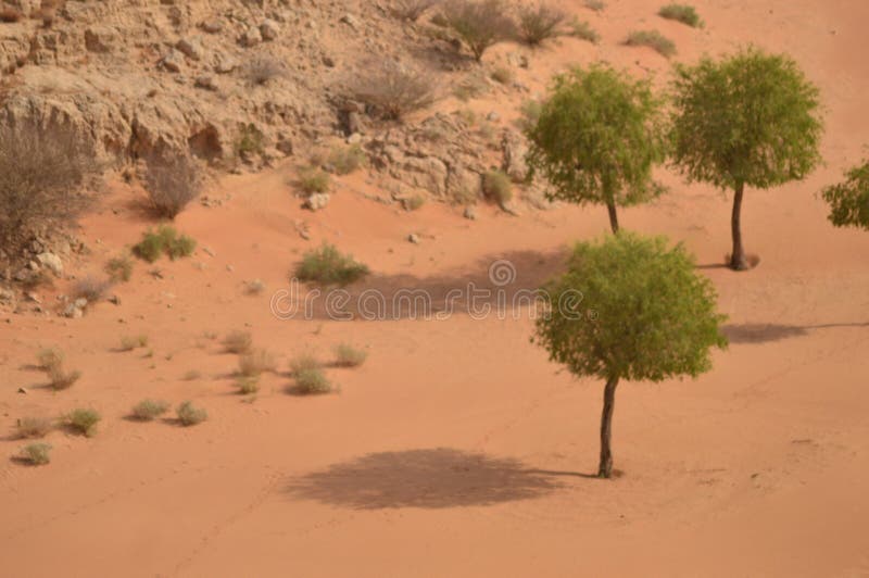 Trees and Shades a View from Desert Stock Image - Image of desert ...