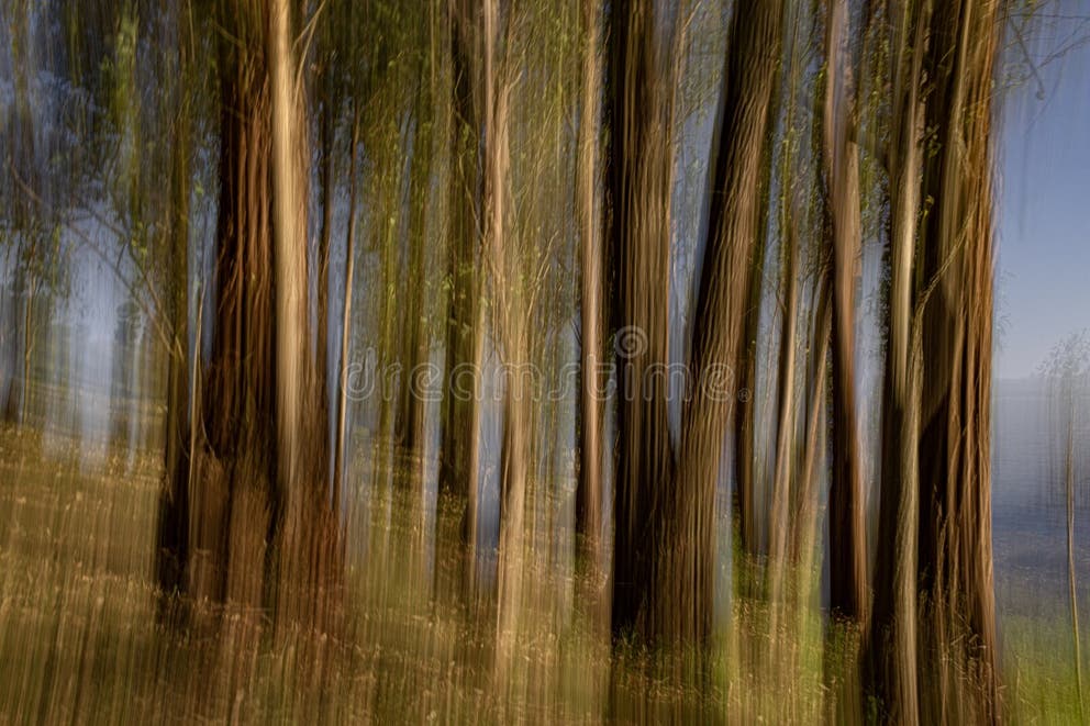 Tree stock photo. Image of landscape, texture, summer - 317762980