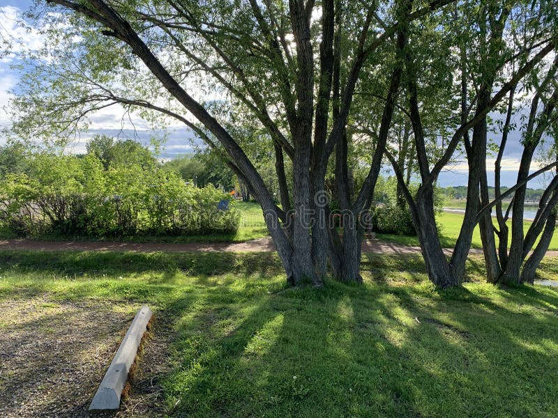 Trees of shadow stock image. Image of tree, woodland - 187347815