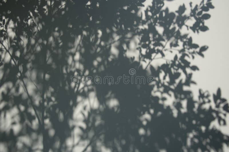 Tree Shadows background stock image. Image of copy, natural - 169043979
