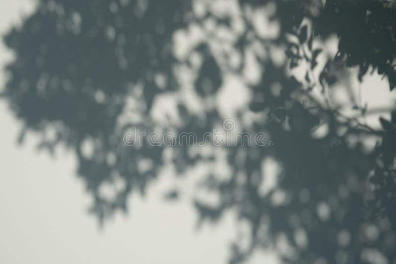 Tree Shadows background stock photo. Image of people - 169043986