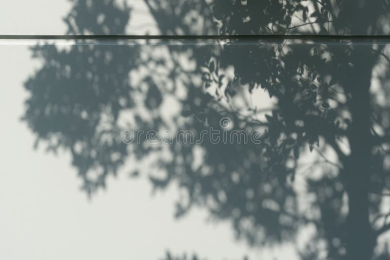 Tree Shadows background stock photo. Image of garden - 169043988