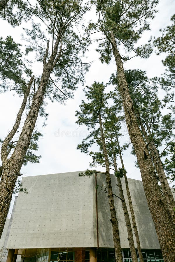 Trees Shadow Cast on Concrete Building Stock Image - Image of outdoors ...