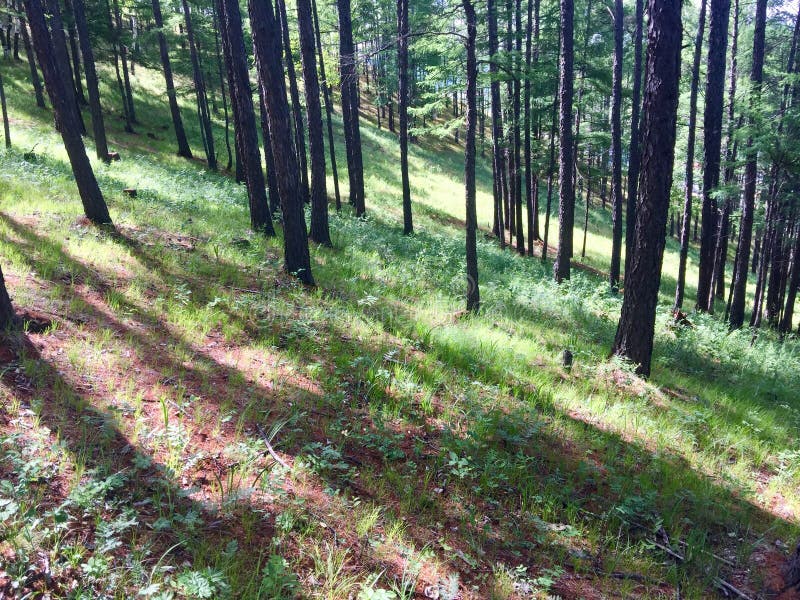 Through the Trees. Shadow, Forests Stock Photo - Image of amazing ...