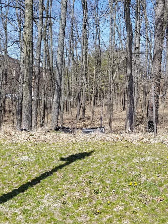 Trees with shadow stock photo. Image of shadow, campus - 114888970