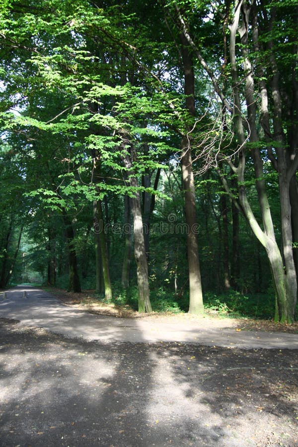Trees and shadow in park stock image. Image of forest - 16309165