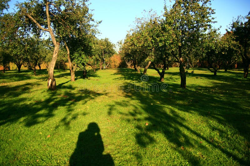 Trees shadows stock image. Image of nature, green, kolomenskoe - 11281911