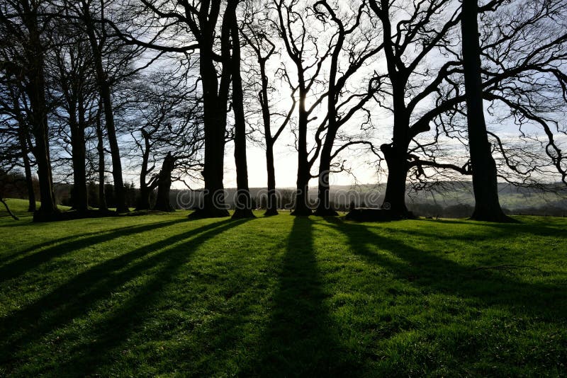 Trees and shadows stock image. Image of outdoors, grass - 66286567