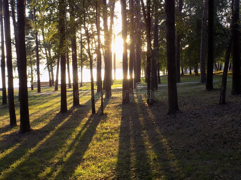 The Shadows of the Trees in the Rays of Sunset Stock Photo - Image of ...