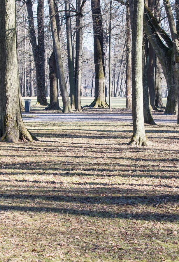 Trees shadows in the park stock image. Image of beauty - 108266097