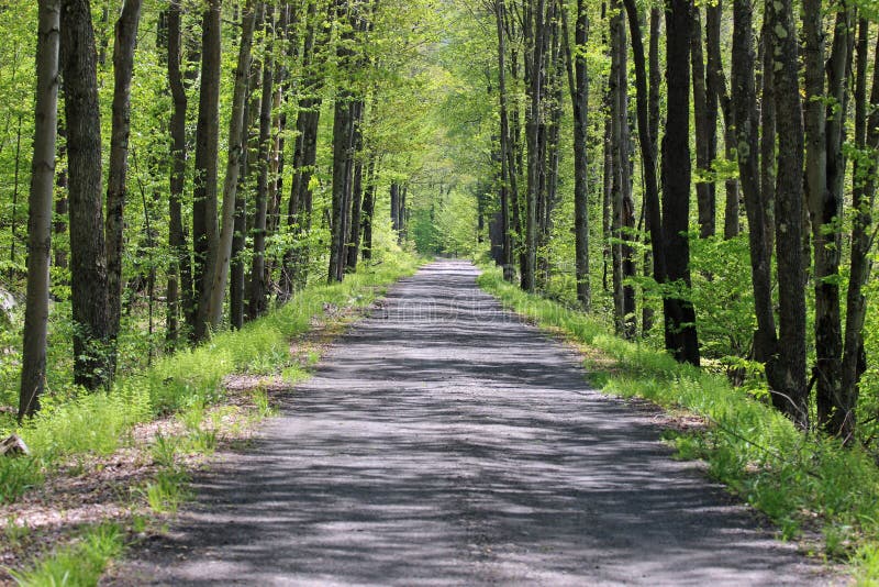 Trees and shadows stock image. Image of branches, long - 74856823