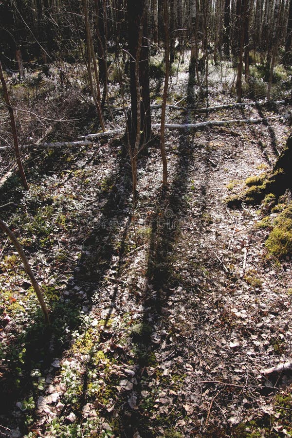 Trees with Shadows in the Meadow Forest Stock Photo - Image of nature ...
