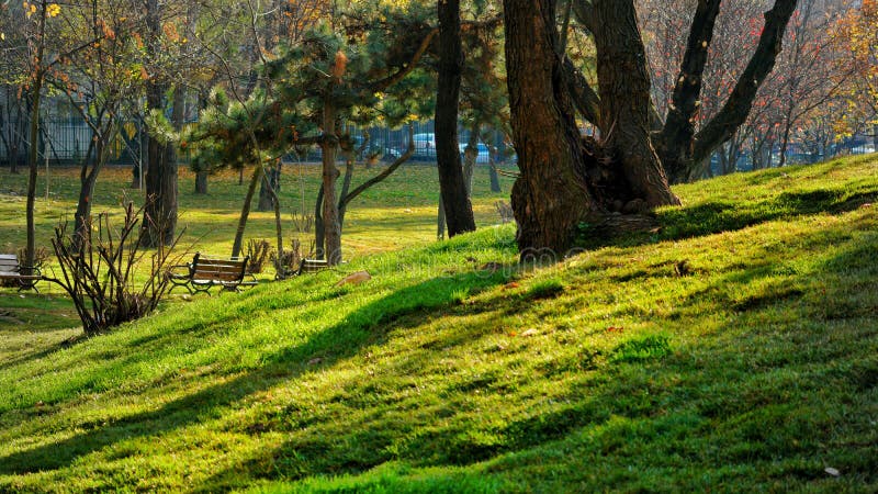 Row of trees with shadows stock image. Image of brown - 255539911
