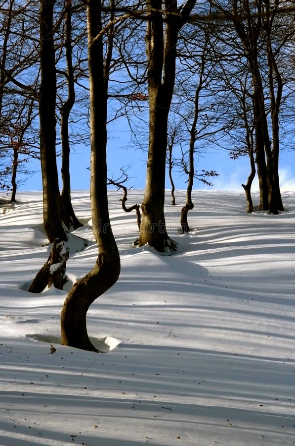 Trees, shadows and snow stock photo. Image of sunny, weather - 8881796