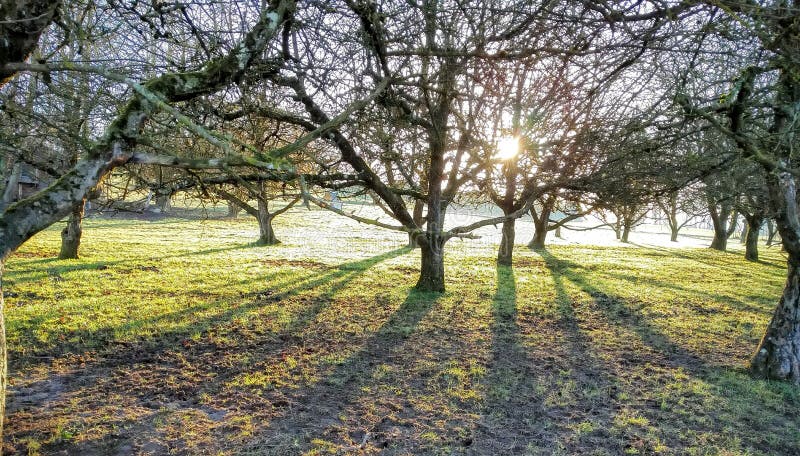Trees an shadows stock image. Image of tree, trees, gras - 70357959