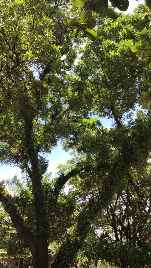 Trees stock image. Image of treess, good, green, cool - 270332433