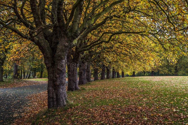 Fall at Sefton Park stock image. Image of fall, brown - 178290959