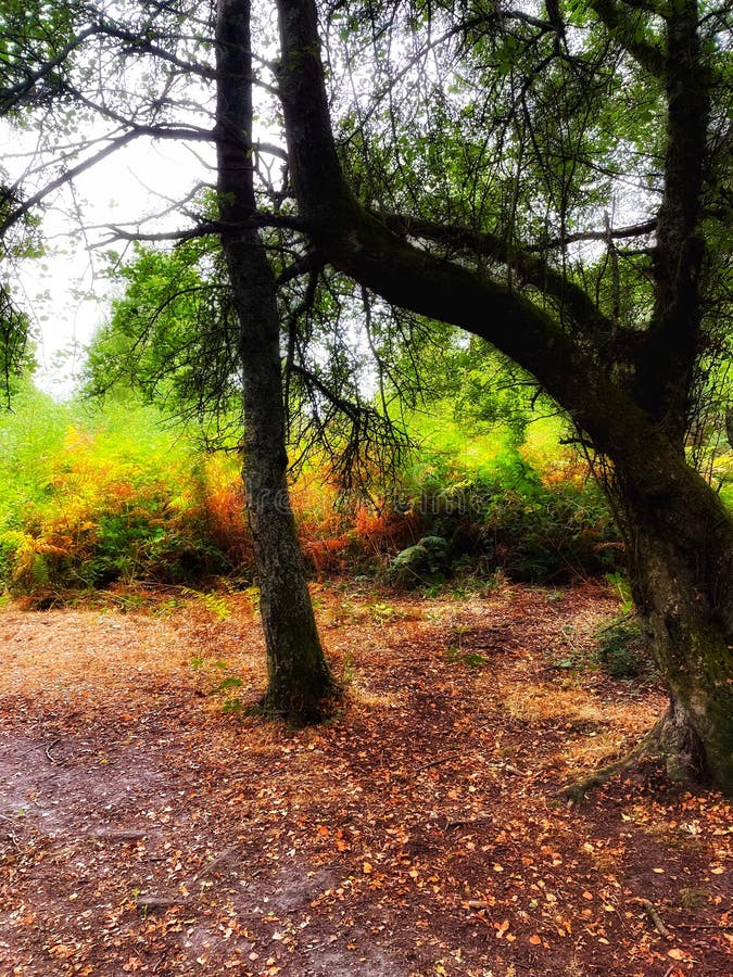 Trees Shedding Leaves in False Autumn Stock Photo - Image of shedding ...