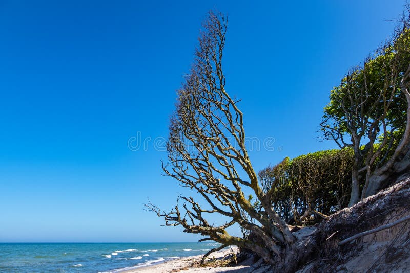 Trees on Shore of the Baltic Sea Stock Photo - Image of coast, nature ...