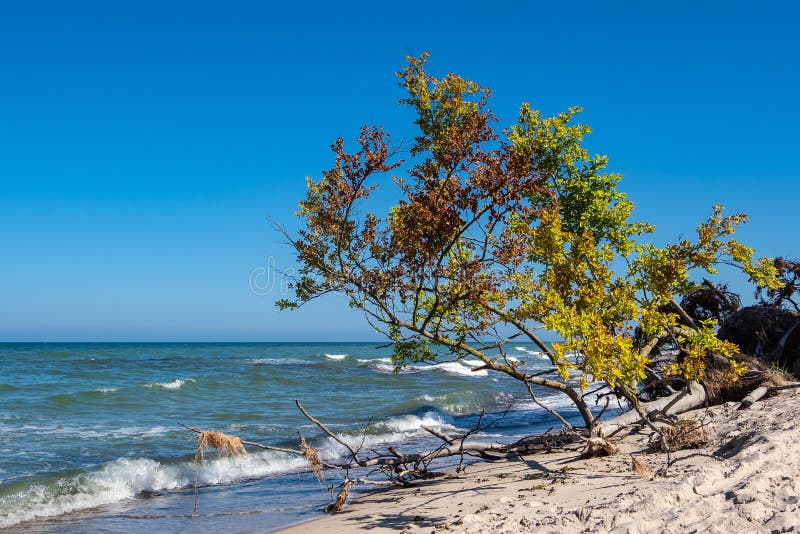 Trees on Shore of the Baltic Sea Stock Photo - Image of trees, water ...