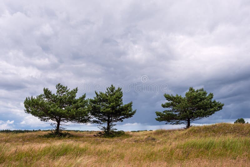 Trees on Shore of the Baltic Sea Stock Photo - Image of climate ...