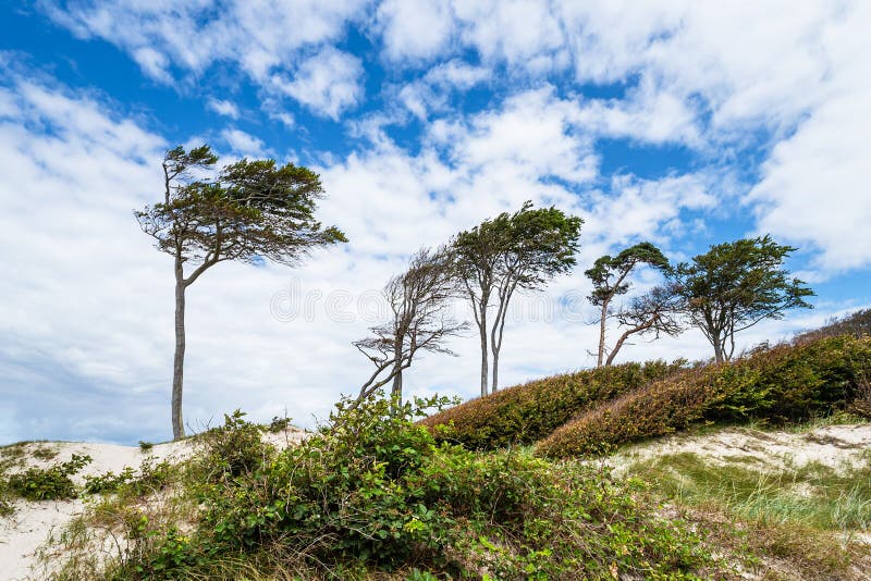 Trees on Shore of the Baltic Sea Stock Image - Image of travel, trees ...