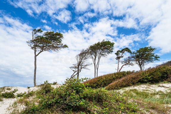 Trees on Shore of the Baltic Sea Stock Image - Image of travel, trees ...