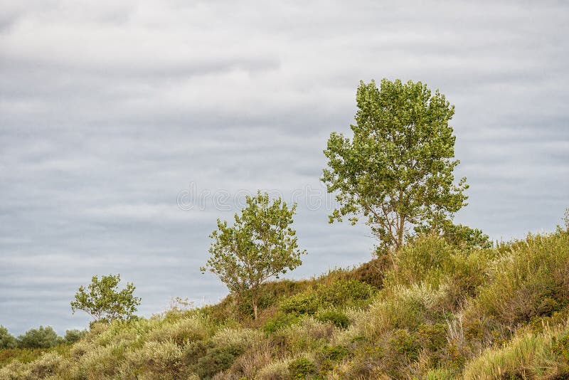 Trees stock image. Image of baltic, waterside, coast - 33808005
