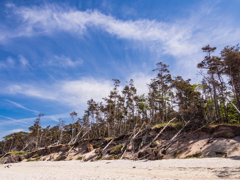 Trees on Shore of the Baltic Sea Stock Image - Image of shore, holiday ...