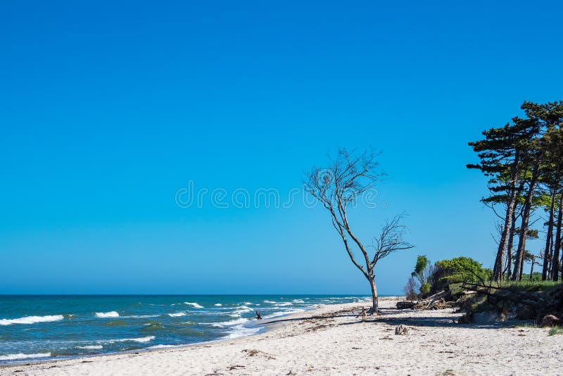 Trees on Shore of the Baltic Sea Stock Image - Image of destination ...