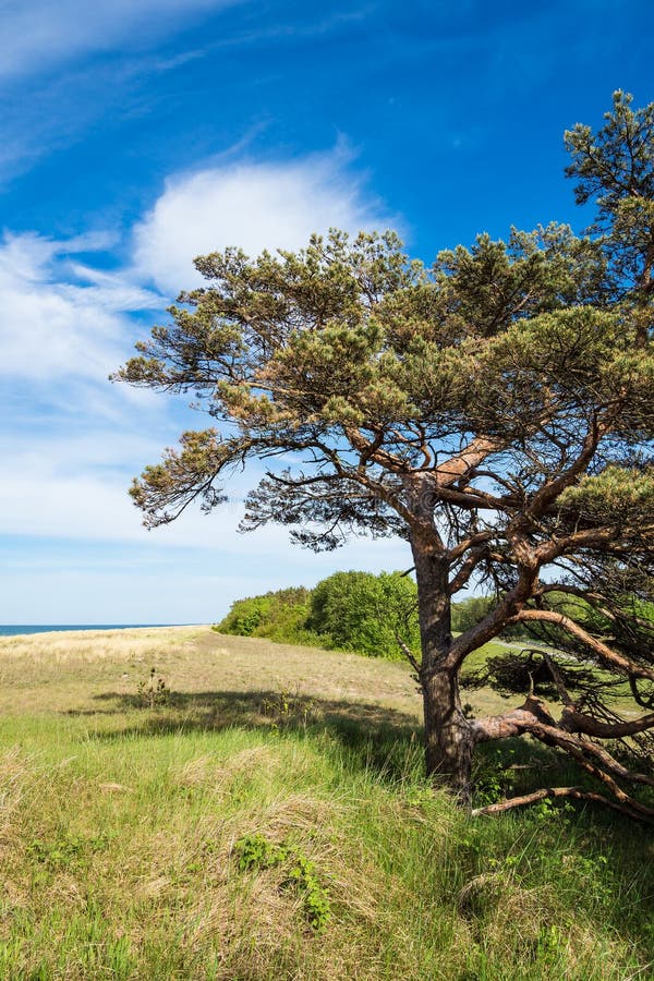 Trees on Shore of the Baltic Sea Stock Photo - Image of prerow, idyll ...