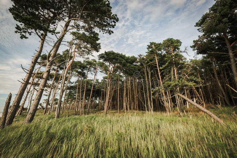Trees on Shore of the Baltic Sea Stock Photo - Image of seascape, scene ...