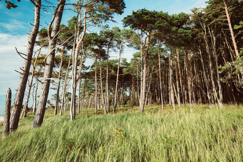 Trees on Shore of the Baltic Sea Stock Photo - Image of seascape, scene ...