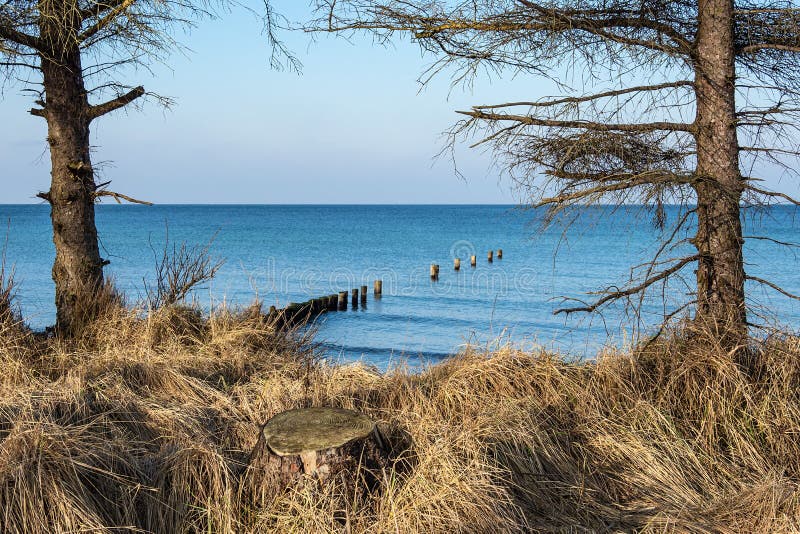 Trees on Shore of the Baltic Sea in Graal Mueritz, Germany Stock Image ...
