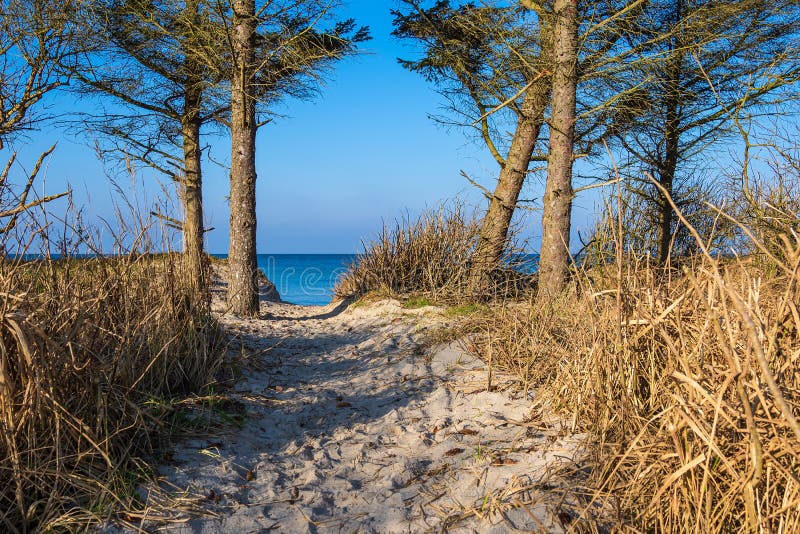 Trees on Shore of the Baltic Sea in Graal Mueritz, Germany Stock Image ...